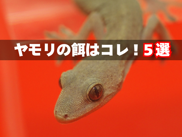 ヤモリの餌はコレで決まり！【オススメの5つ、与え方もすべて解説】 | くま村長の開拓日記