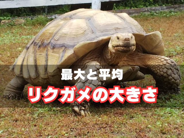 リクガメの大きさ一覧【最大と平均をわかりやすく解説します】 | くま村長の開拓日記