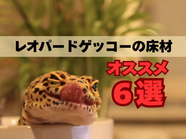 オススメ！レオパードゲッコーの床材6選【使いやすさと誤飲について】 | くま村長の開拓日記