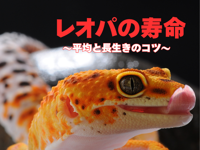 レオパードゲッコーの寿命、飼育下での平均は？【長生きのコツと併せて】 | くま村長の開拓日記